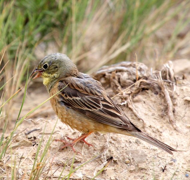 AVES DEL CIELO - BIRDS OF HEAVEN: ESCRIBANO HORTELANO-EMBERIZA ...